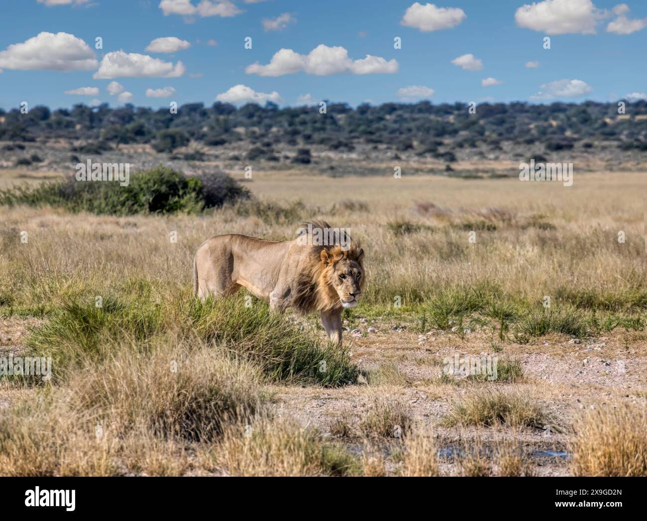 Lion in south african bush hi-res stock photography and images - Alamy