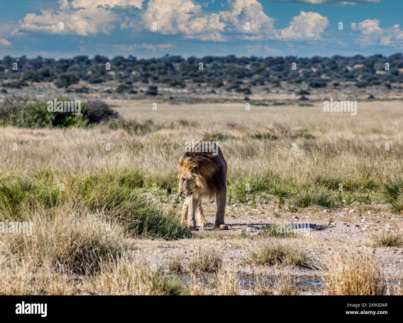 male lion in the grass of the savannah african bush in the back Stock ...