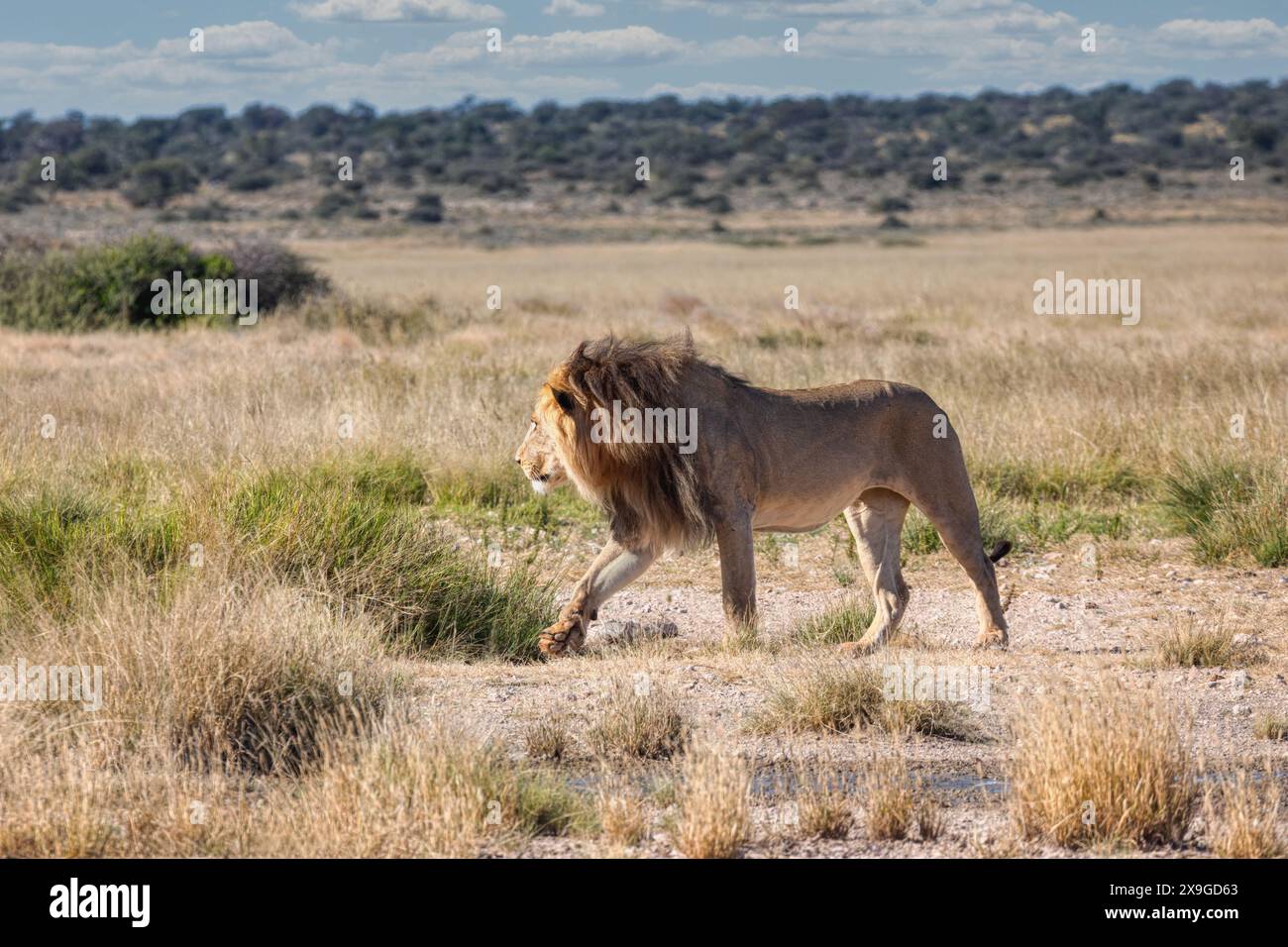 male lion in the grass of the savannah african bush in the back Stock ...