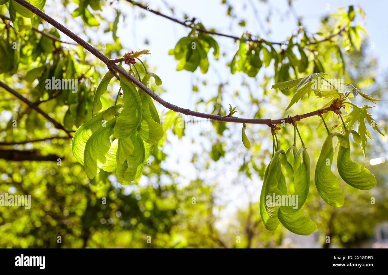 Leaves and seeds of Box elder (Acer negundo) or ash-leaved maple at ...