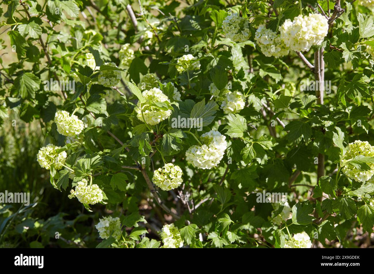 Beautiful white balls of blooming Viburnum opulus Roseum in a spring ...