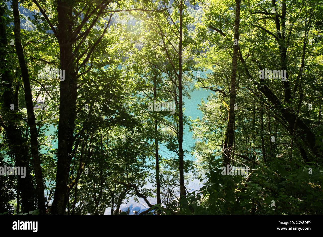 Natural landscape. View of Lake Ritsa through the trees Stock Photo - Alamy