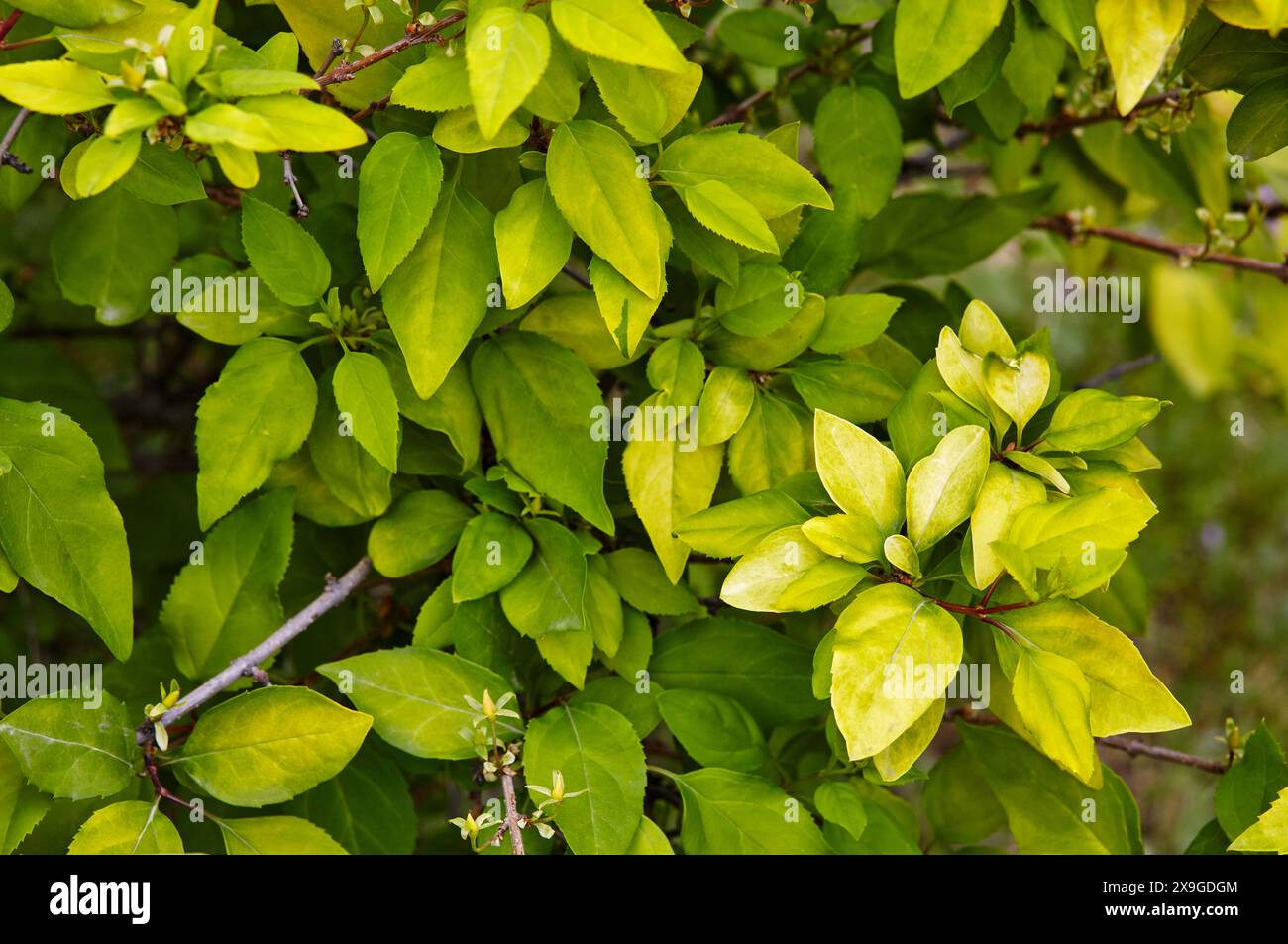 Forsythia branch with green leaves on a sunny day. Forsythia bush in ...