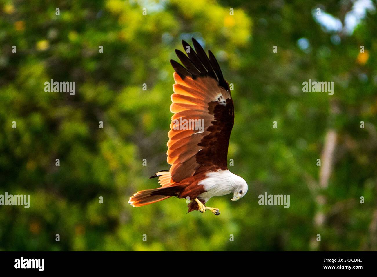 A Brahminy kite (Haliastur indus), the symbol of Langkawi, Kilim ...