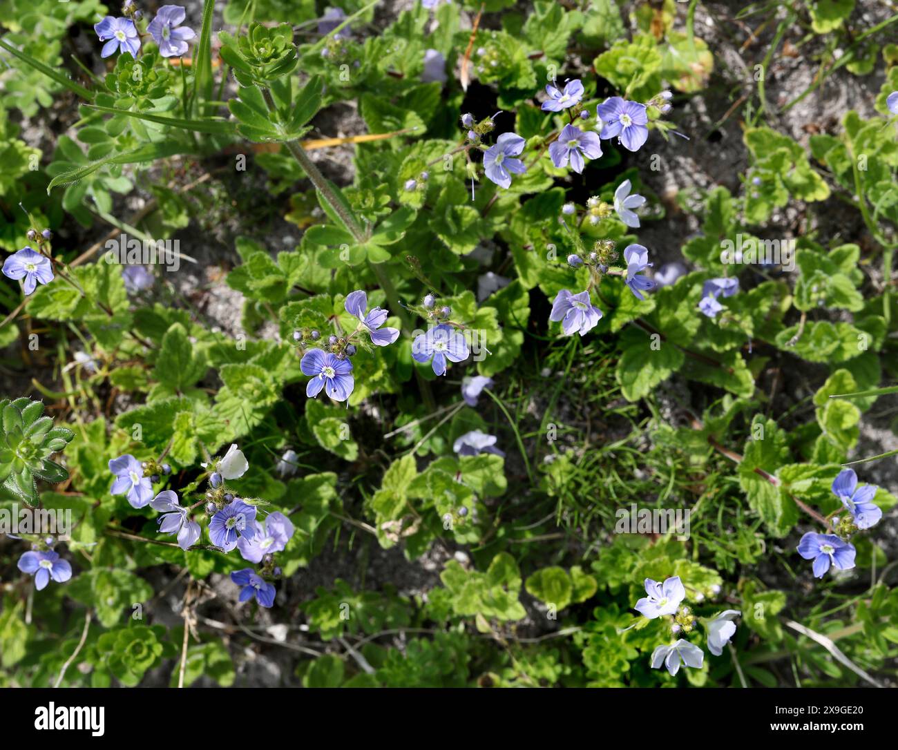 Common Field Speedwell, Veronica persica, Plantaginaceae ...