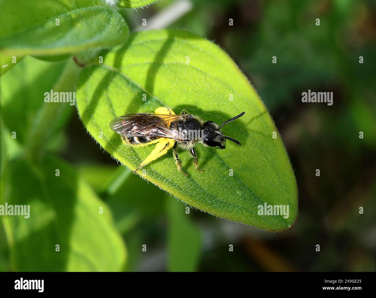 Large scissor bee hi-res stock photography and images - Alamy