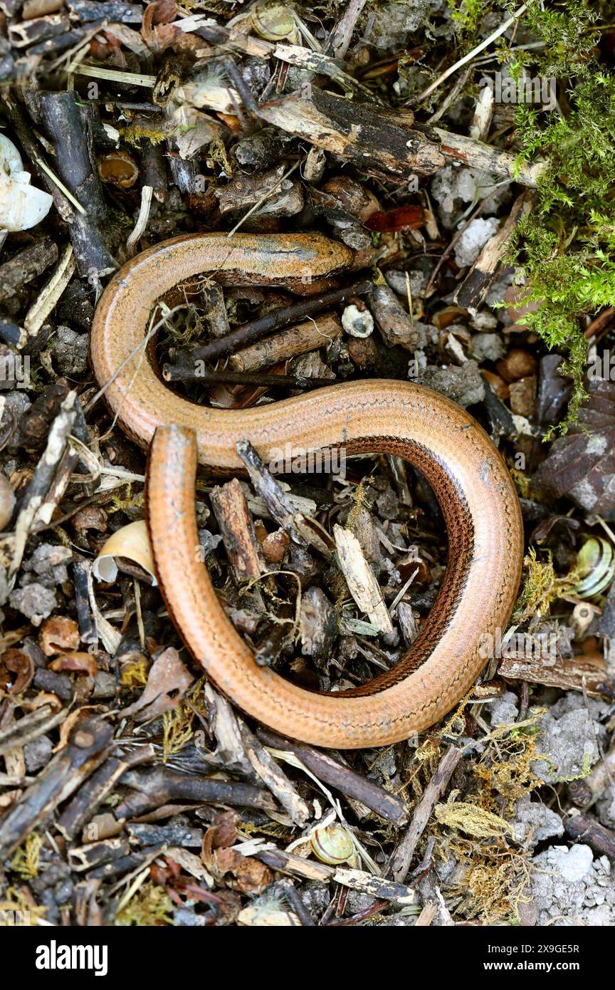 Slow Worm aka Slow-worm, Slowworm, Blindworm or Blind Worm, Anguis ...