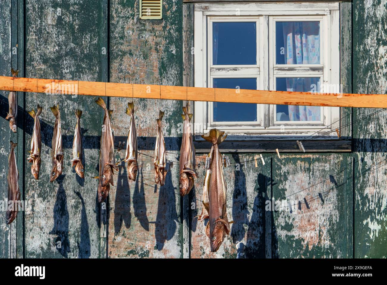 Dried fish on a balcony in Tasiilaq, also known as Ammassalik, East ...