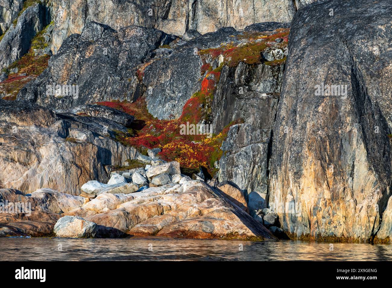 Skjoldungen Fjord near Thryms Glacier. Arctic birch ground cover on ...