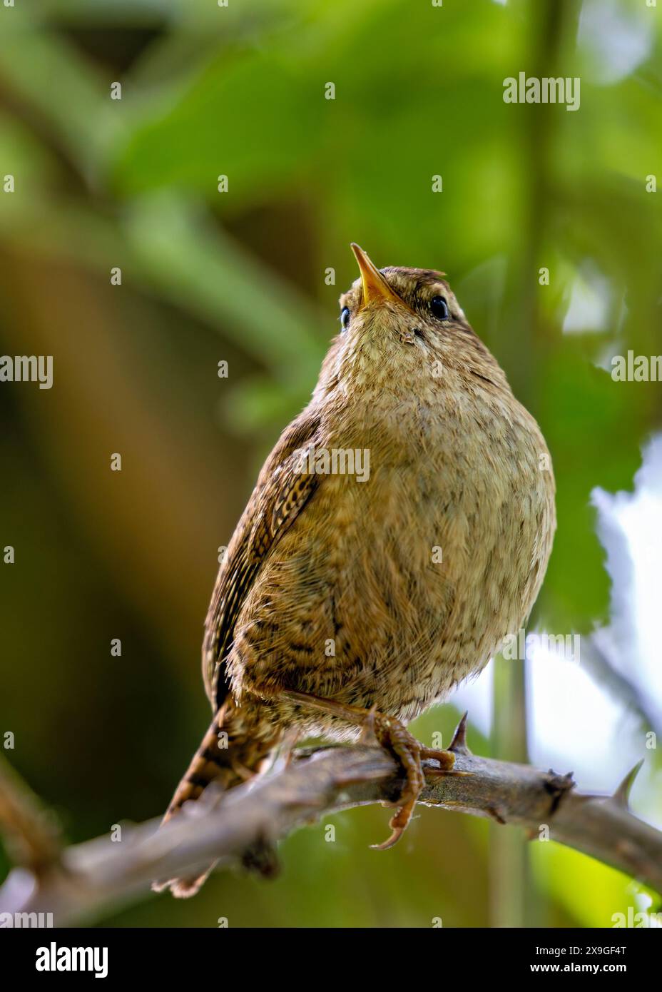 The European Wren, with its small size and rich song, forages in Father ...
