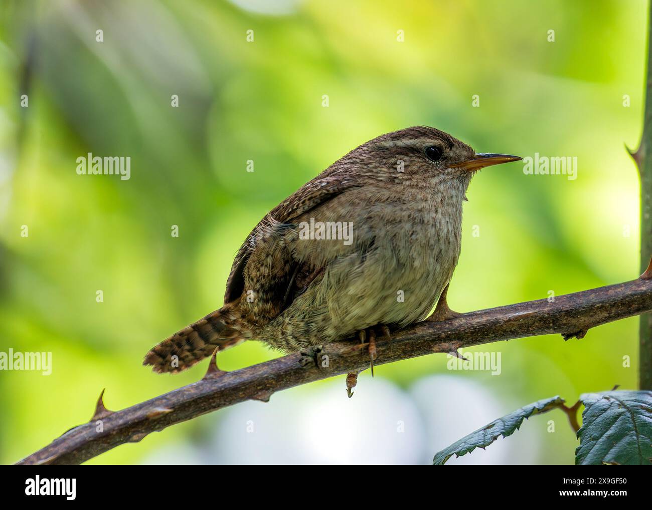 The European Wren, with its small size and rich song, forages in Father ...