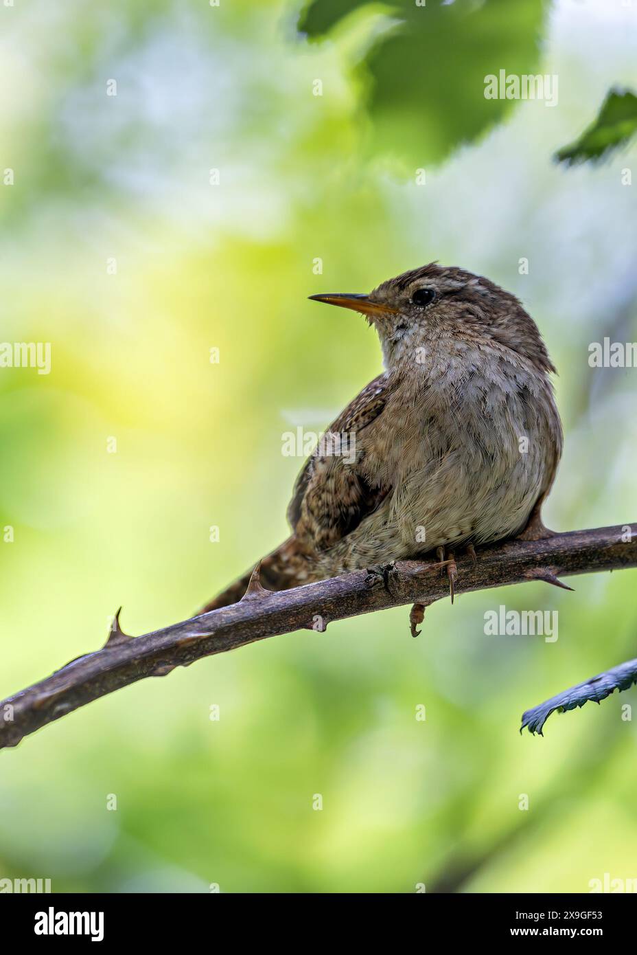 The European Wren, with its small size and rich song, forages in Father ...
