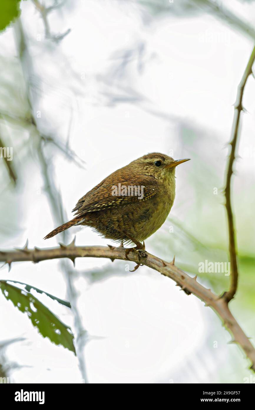 The European Wren, with its small size and rich song, forages in Father ...