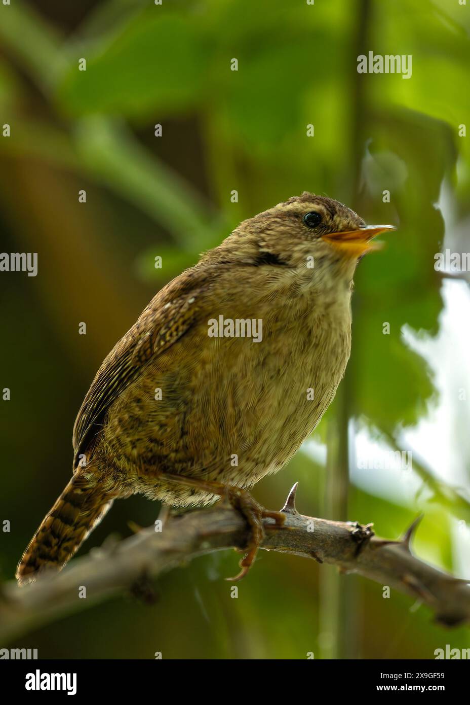 The European Wren, with its small size and rich song, forages in Father ...