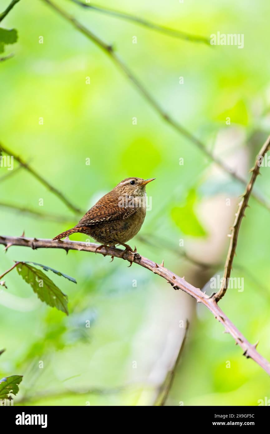 The European Wren, with its small size and rich song, forages in Father ...