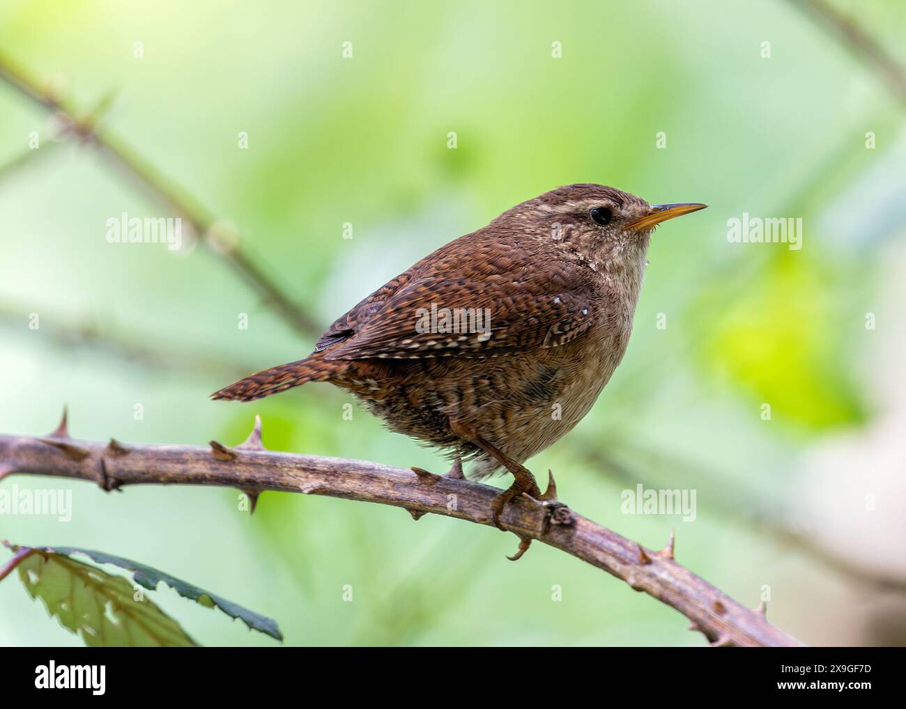 The European Wren, with its small size and rich song, forages in Father ...