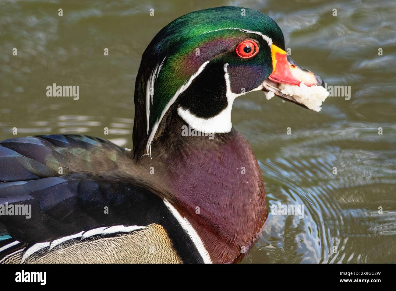 Do not feed ducks bread hi-res stock photography and images - Alamy