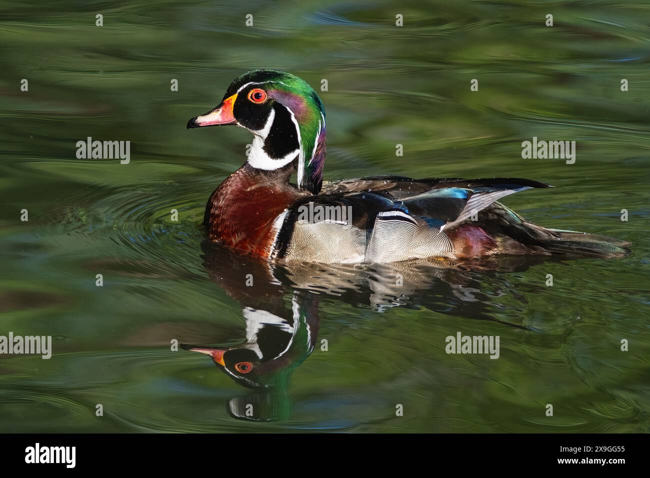 drake wood duck Stock Photo - Alamy