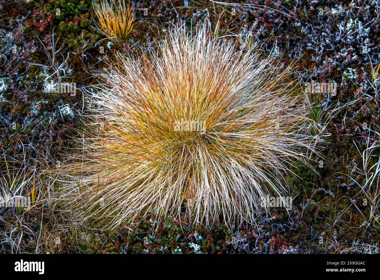 Carex testacea on the tundra in Qaqortoq, formerly Julianehåb ...