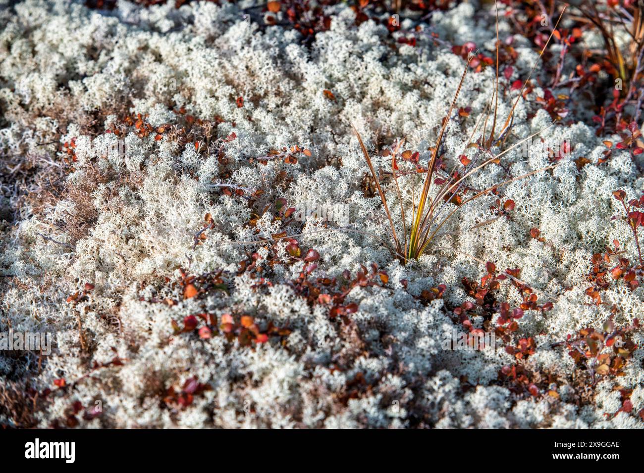 Reindeer lichen (Cladonia rangiferina) on the tundra in Qaqortoq ...