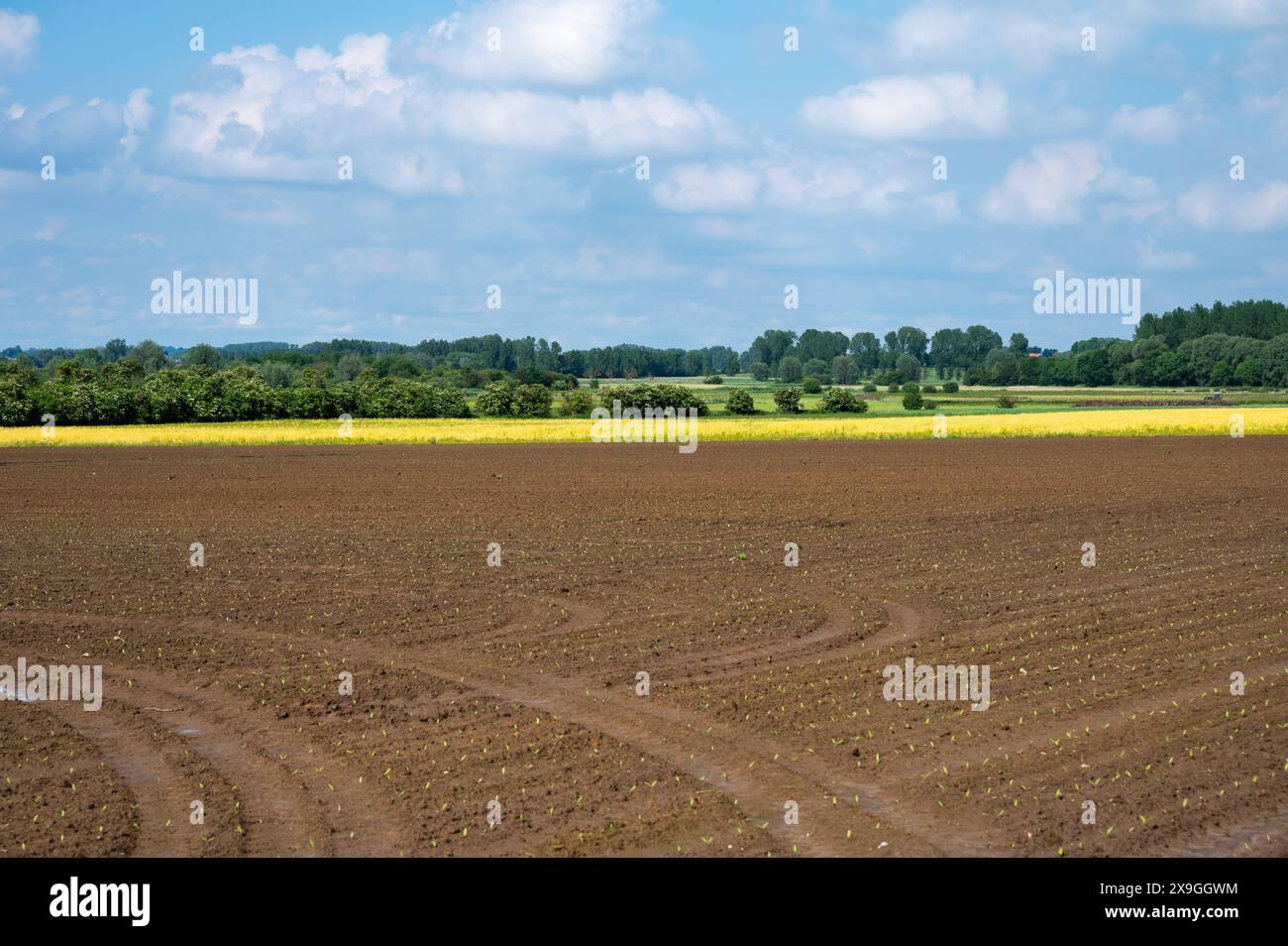 Brown soil of planted corn fields with yellow buttercups in the ...