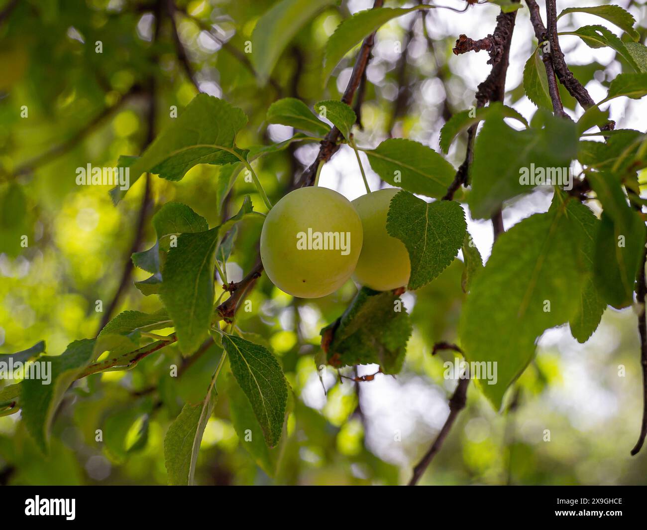 Plums in a tree Stock Photo - Alamy