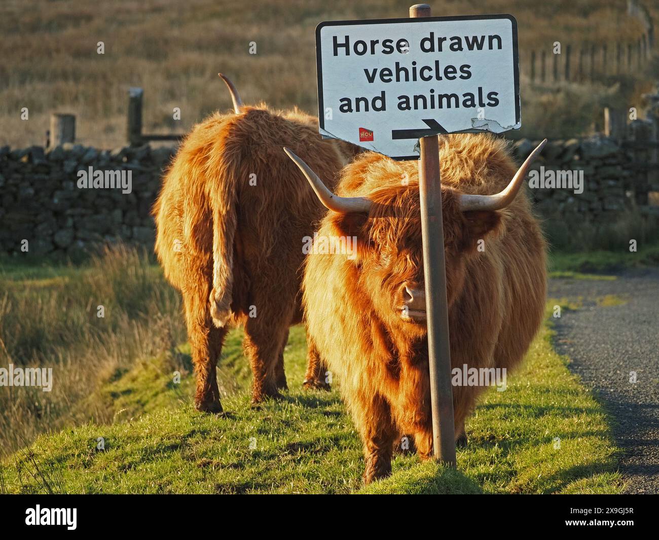 amusing image of Highland cattle with impressive sharp horns & straggly ...