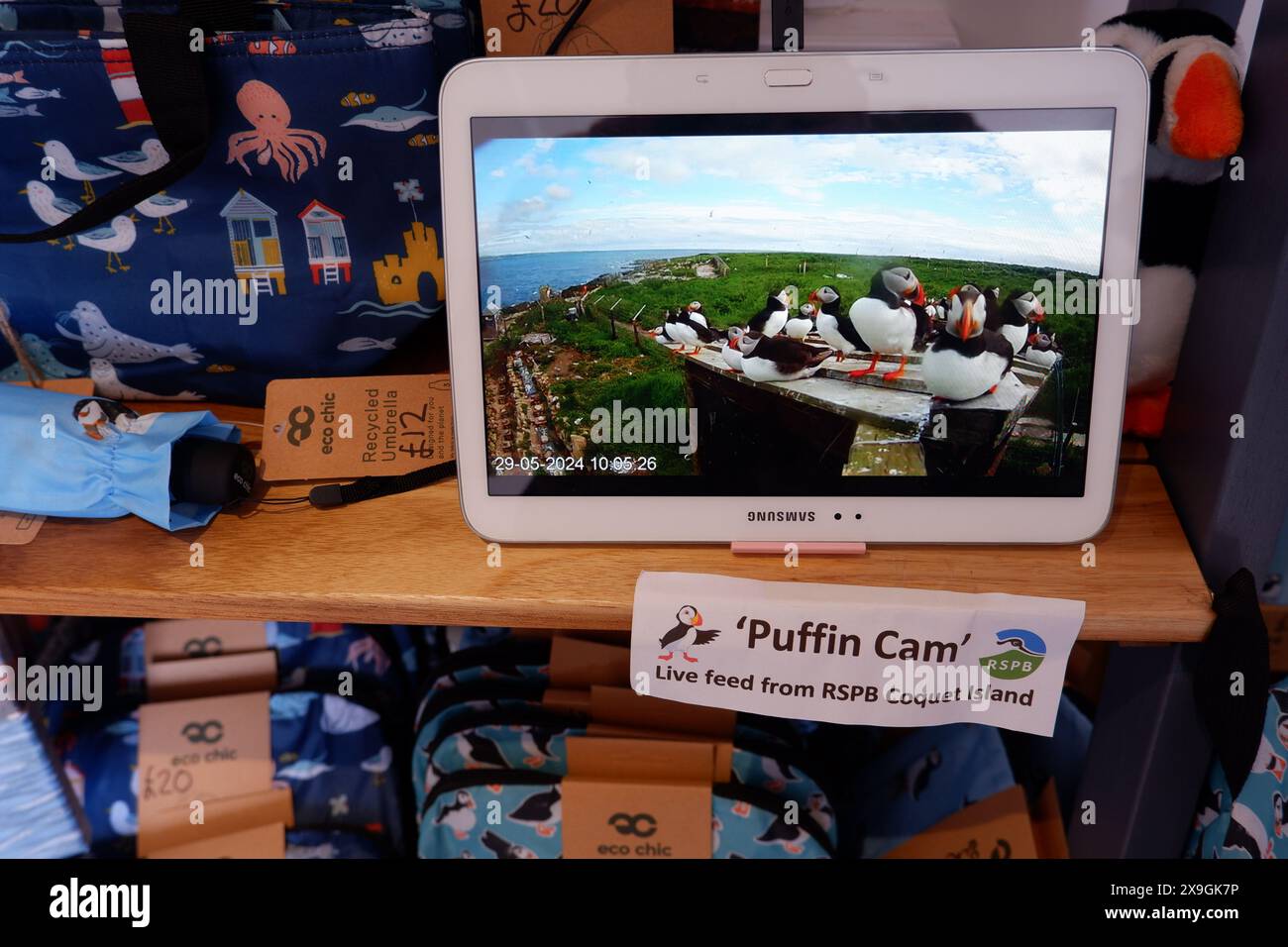 'Puffin Cam' in the booking cabin for Amble Puffin Cruises, Amble ...
