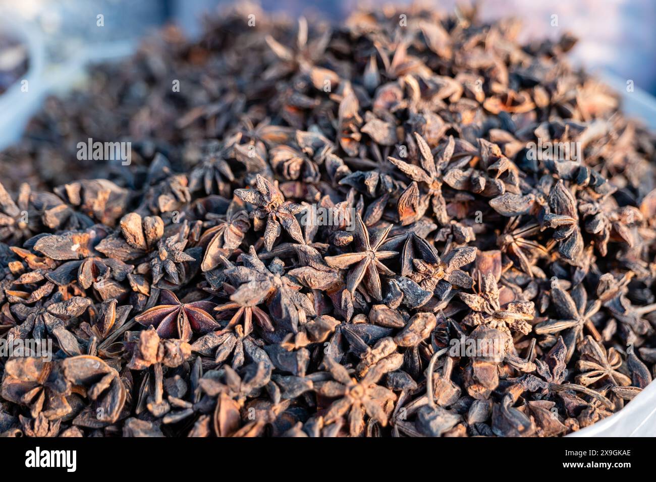 A close-up view of abundant star anise pods, showcasing their unique ...