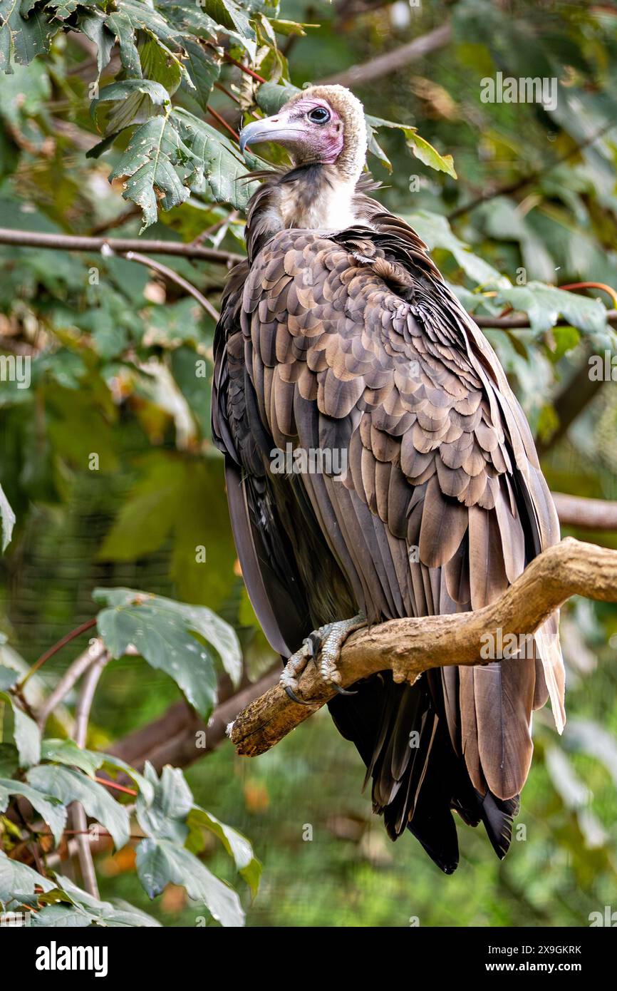 The Hooded Vulture, native to Sub-Saharan Africa, scavenges for carrion ...