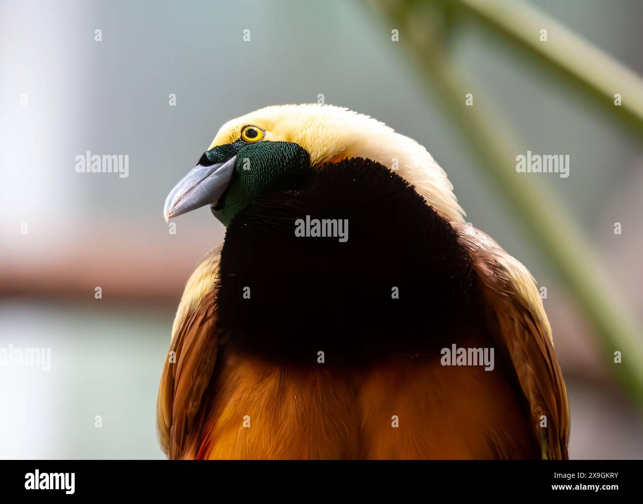 The Raggiana Bird-of-Paradise, native to New Guinea, exhibits ...