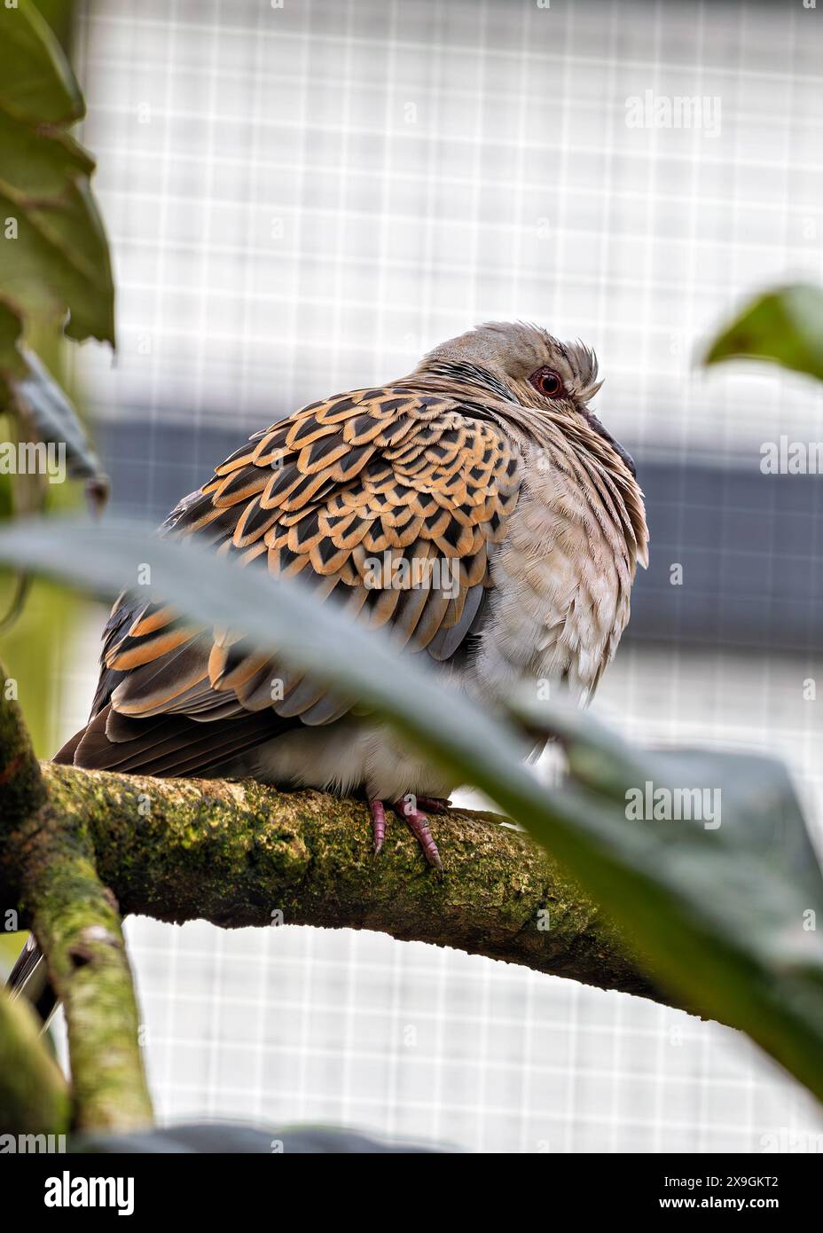 The European Turtle Dove, with its soft cooing and mottled plumage ...