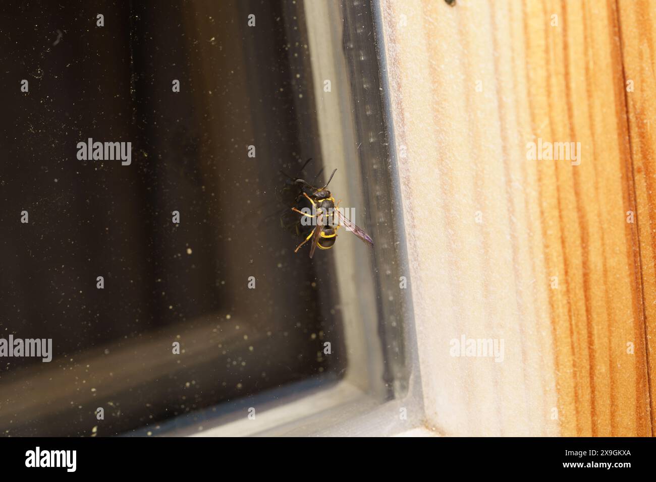 Ancistrocerus gazella Family Vespidae Genus Ancistrocerus European tube ...