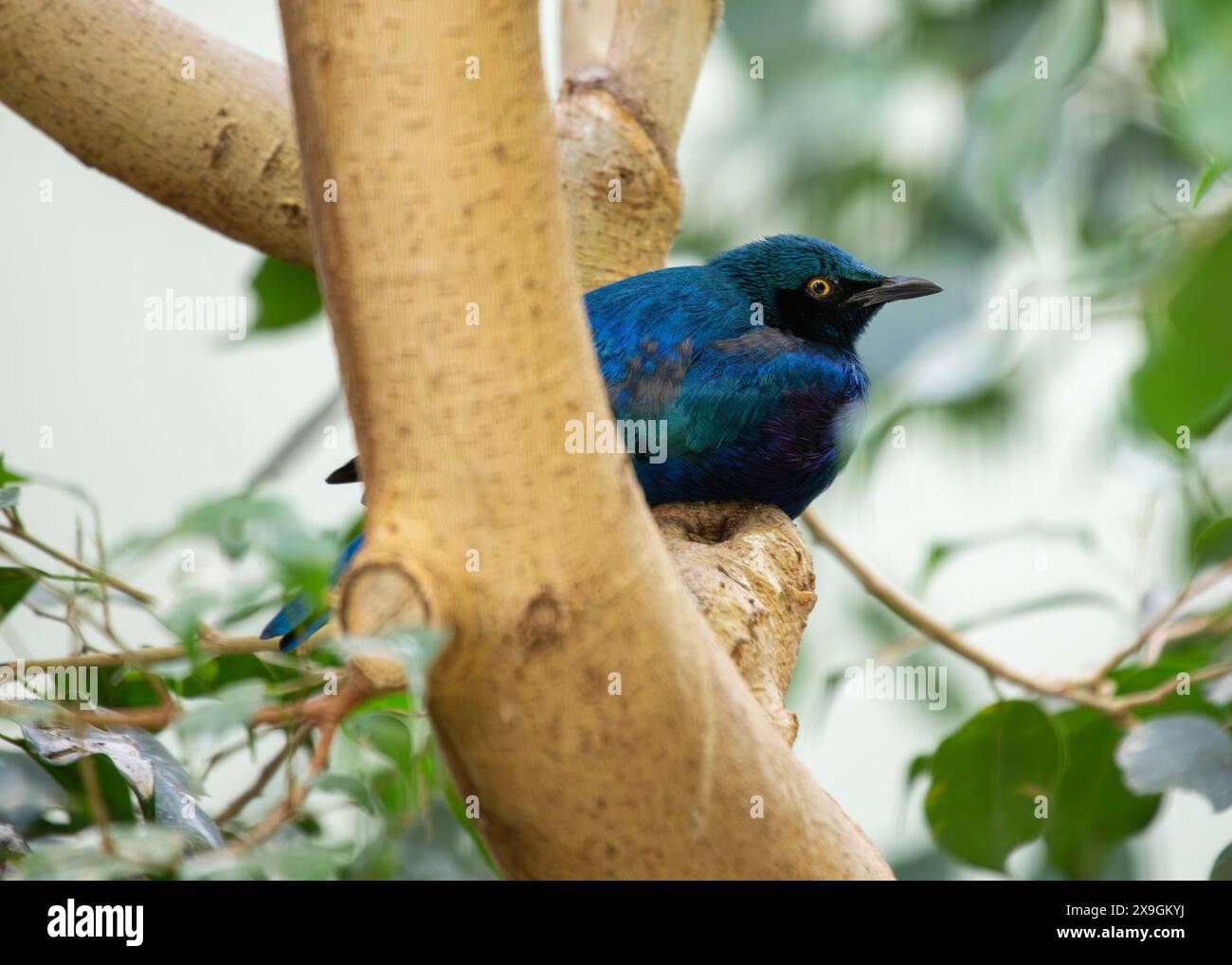 The Greater Blue-eared Glossy Starling, with its iridescent plumage ...