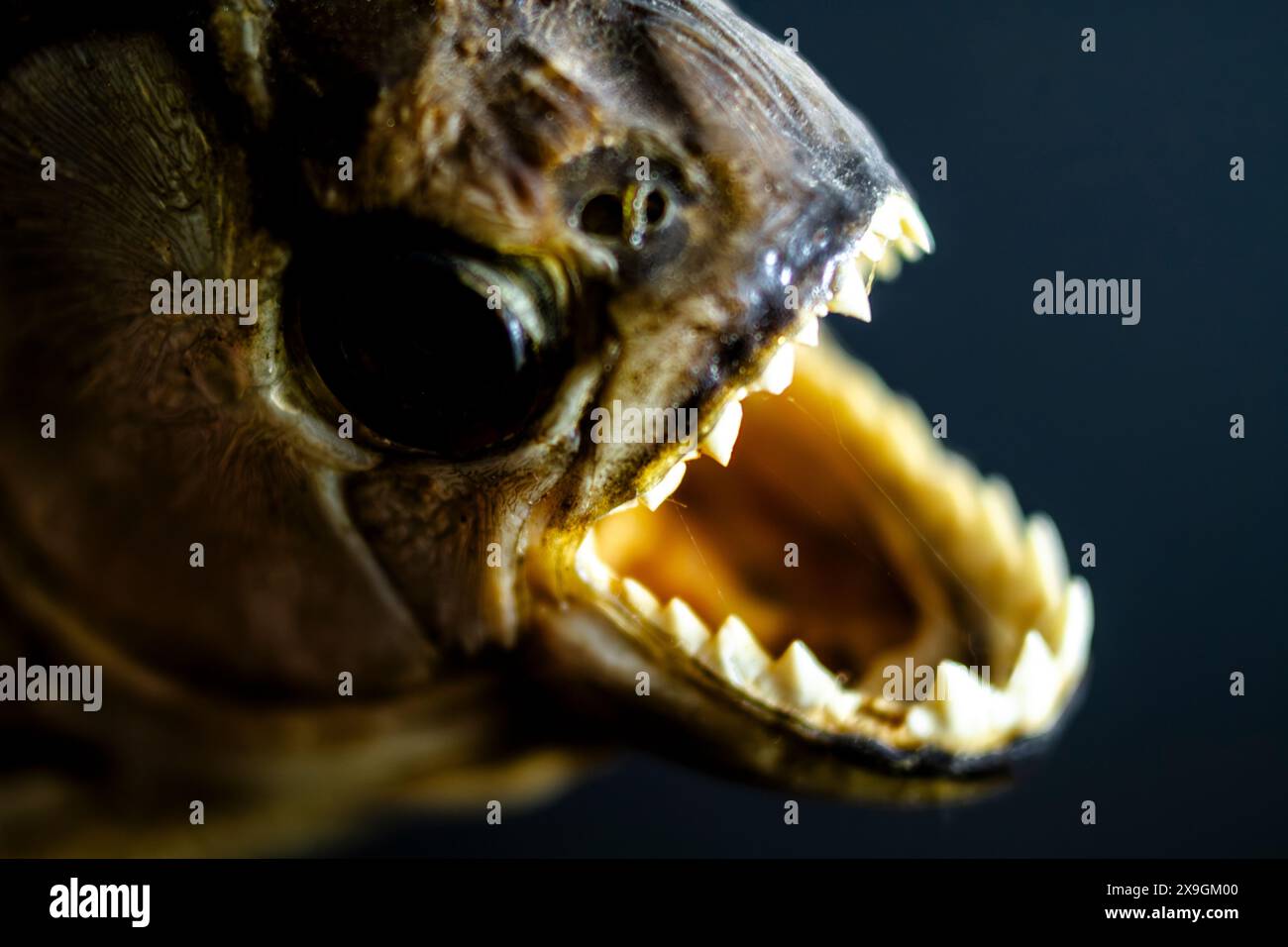 Piranha fish close-up Stock Photo - Alamy