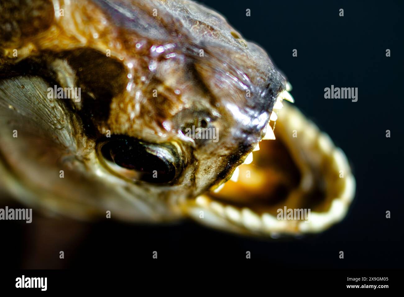 Piranha fish close-up Stock Photo - Alamy