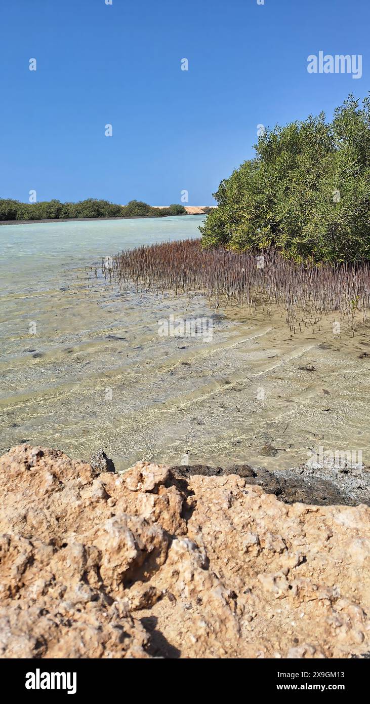 A beautiful landscape with a coastal reef area and mangroves growing in ...