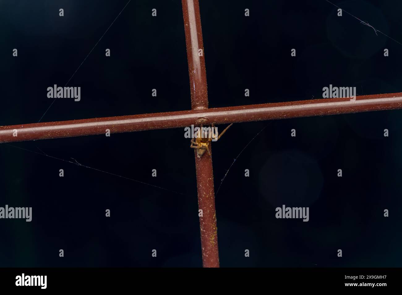 Family Clubionidae Genus Clubiona wild nature spider photography ...