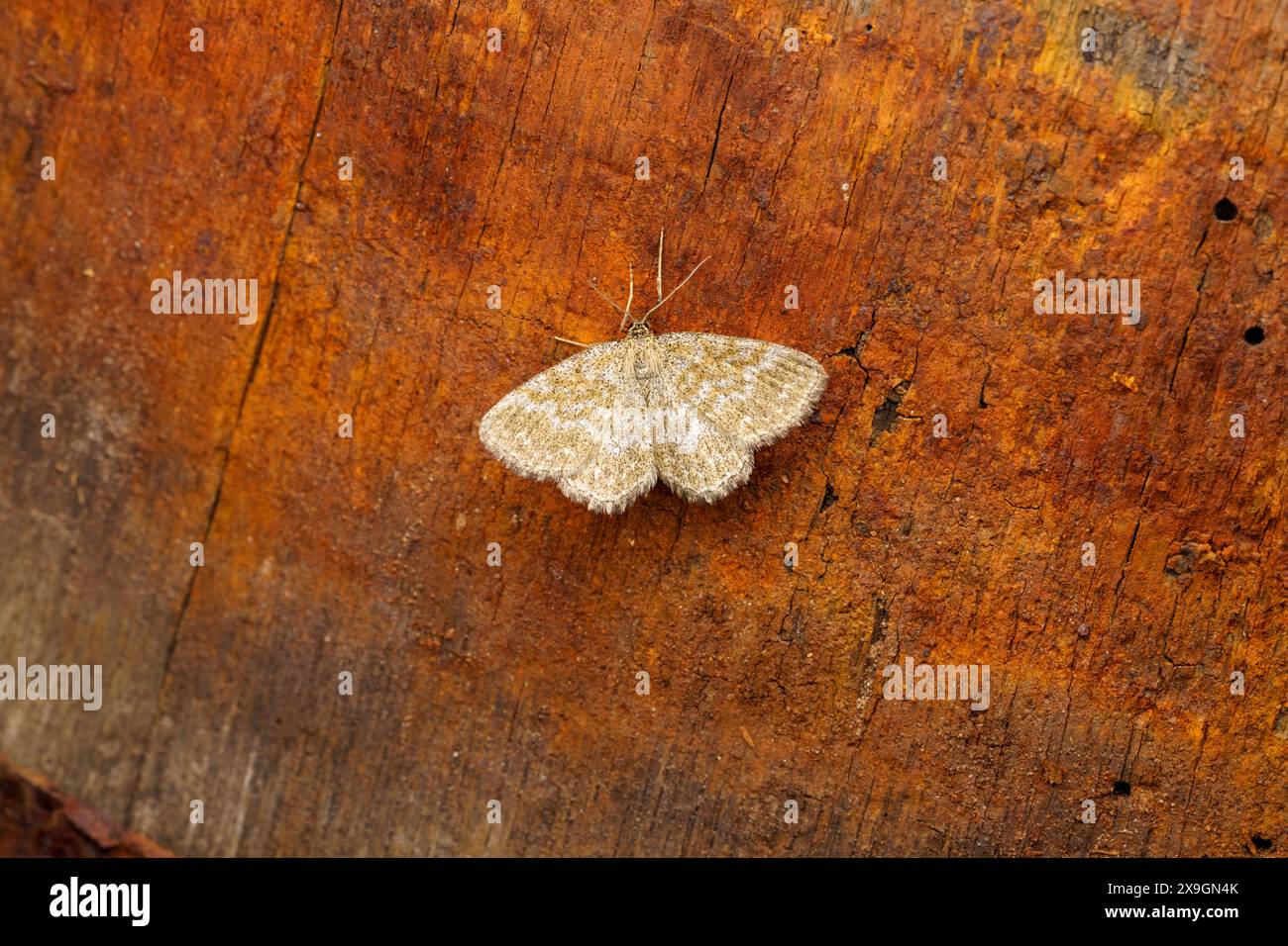 Scopula immorata Family Geometridae Genus Scopula Lewes wave moth wild ...