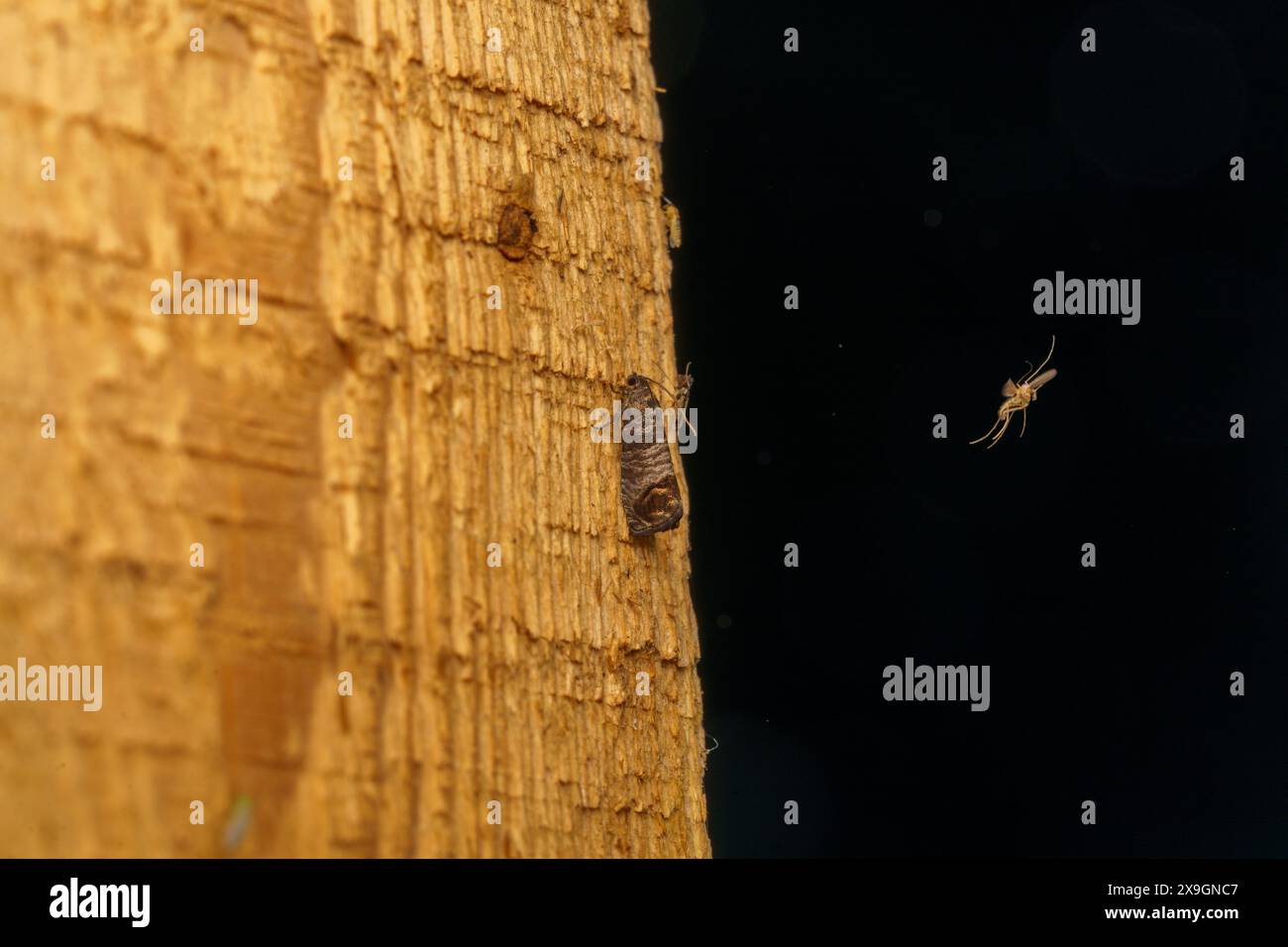 Cydia pomonella Family Tortricidae Genus Cydia Codling moth wild nature ...