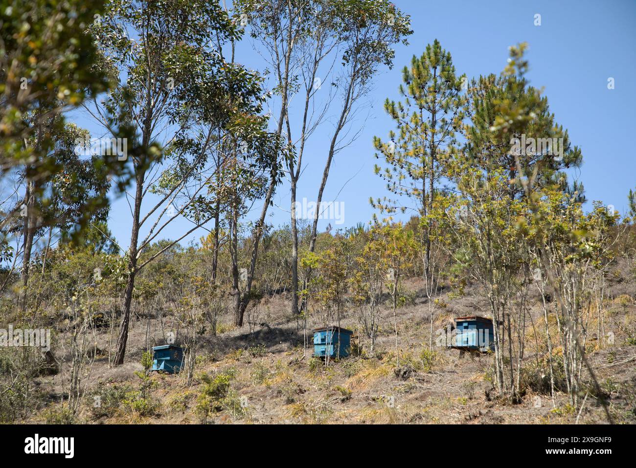 several homemade blue hives in the Madagascar forest for wild bees ...