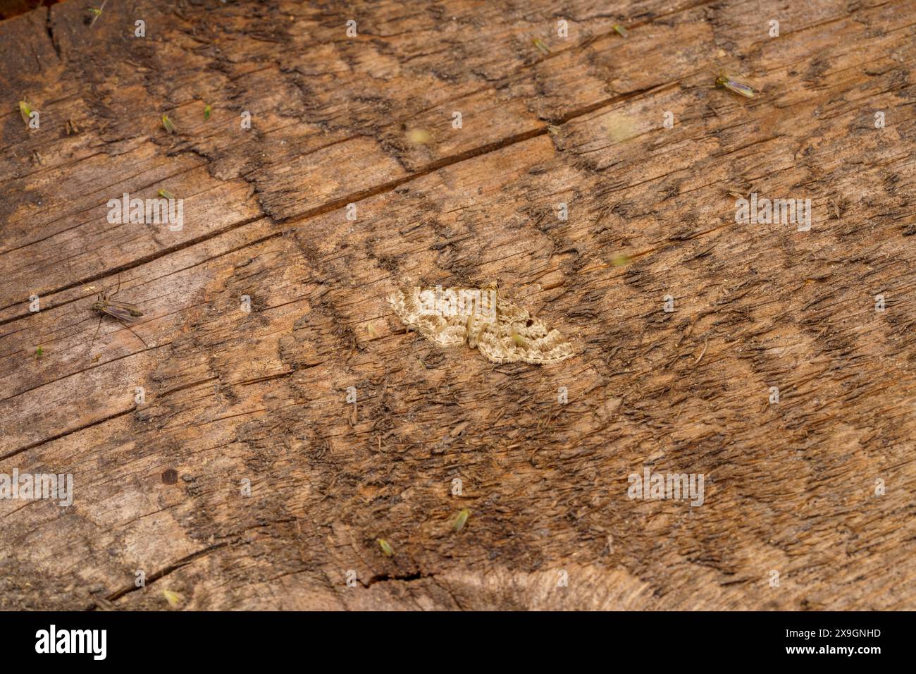 Cloaked pug moth hi-res stock photography and images - Alamy