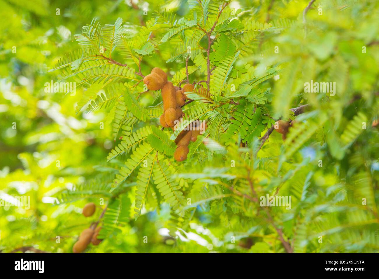 Sweet tamarind and leaf on tree. Raw tamarind fruit hang on tamarind ...