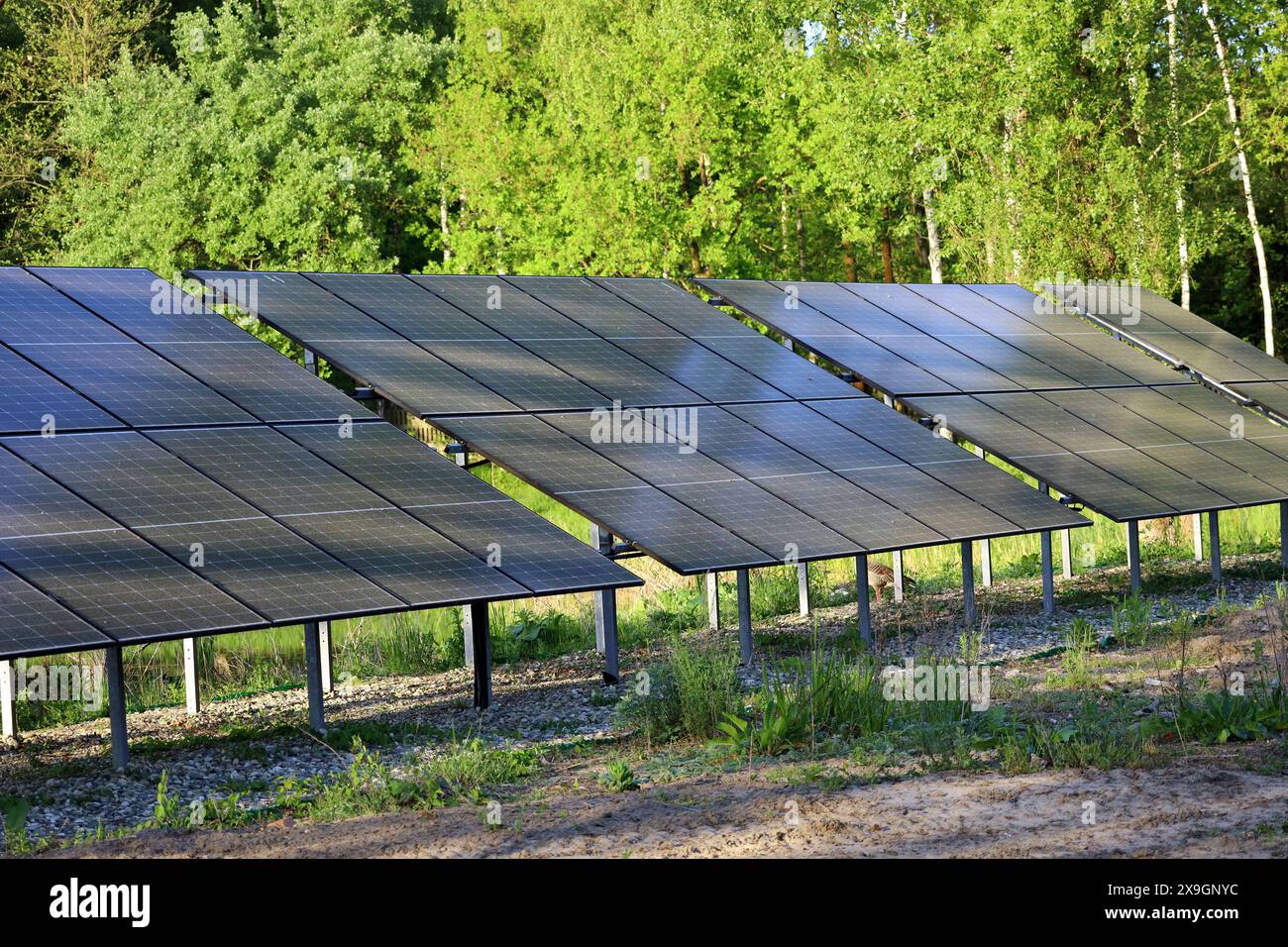 Solar panels, photovoltaics, alternative energy source Stock Photo - Alamy