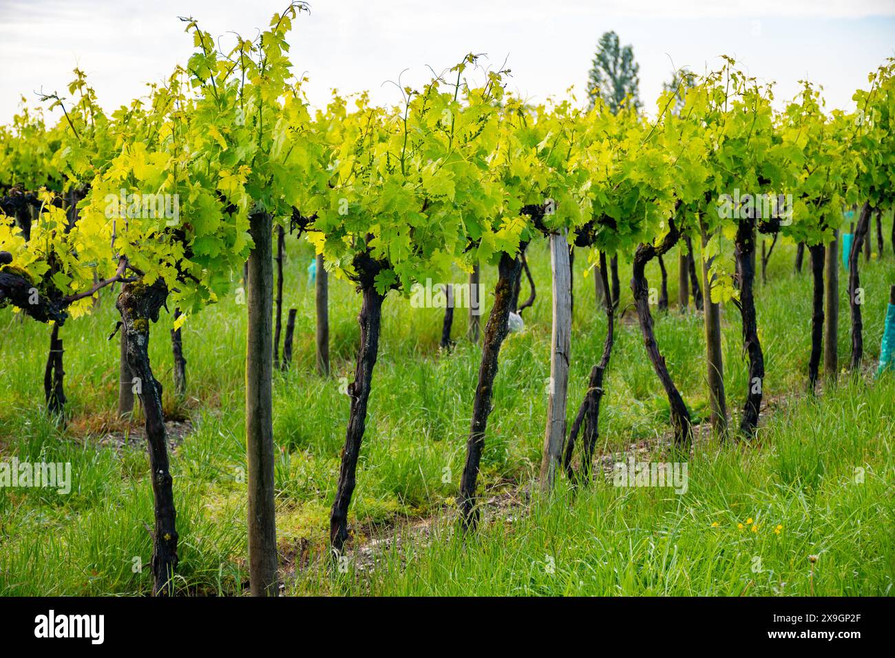 Summer on vineyards of Cognac white wine region, Charente, white ugni ...
