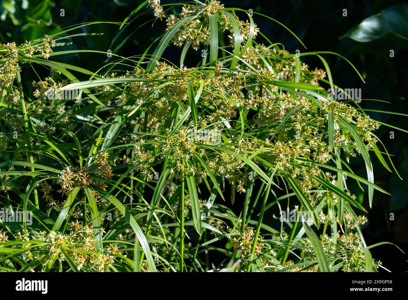 Ancient flora, green papyrus plant growing in pond water Stock Photo ...