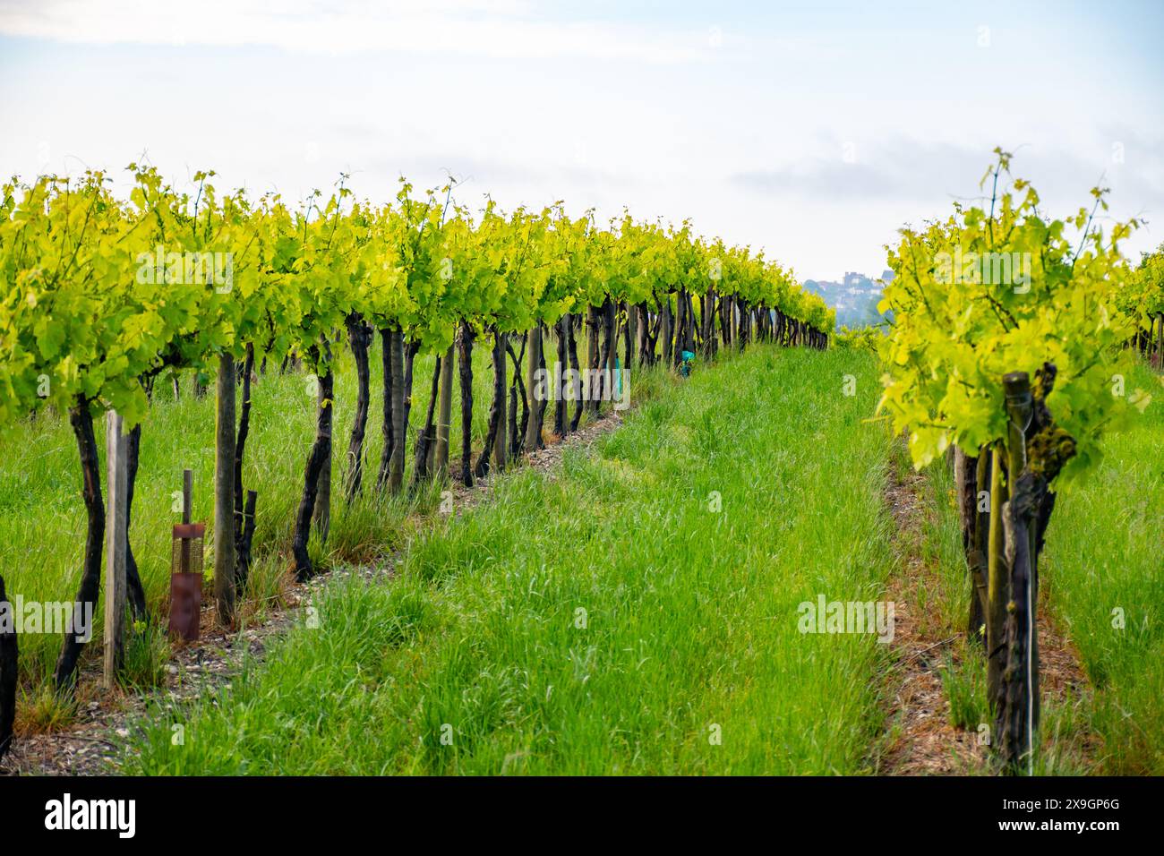 Summer on vineyards of Cognac white wine region, Charente, white ugni ...