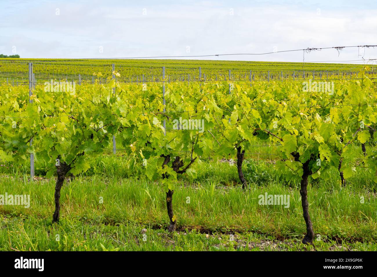 Summer on vineyards of Cognac white wine region, Charente, white ugni ...