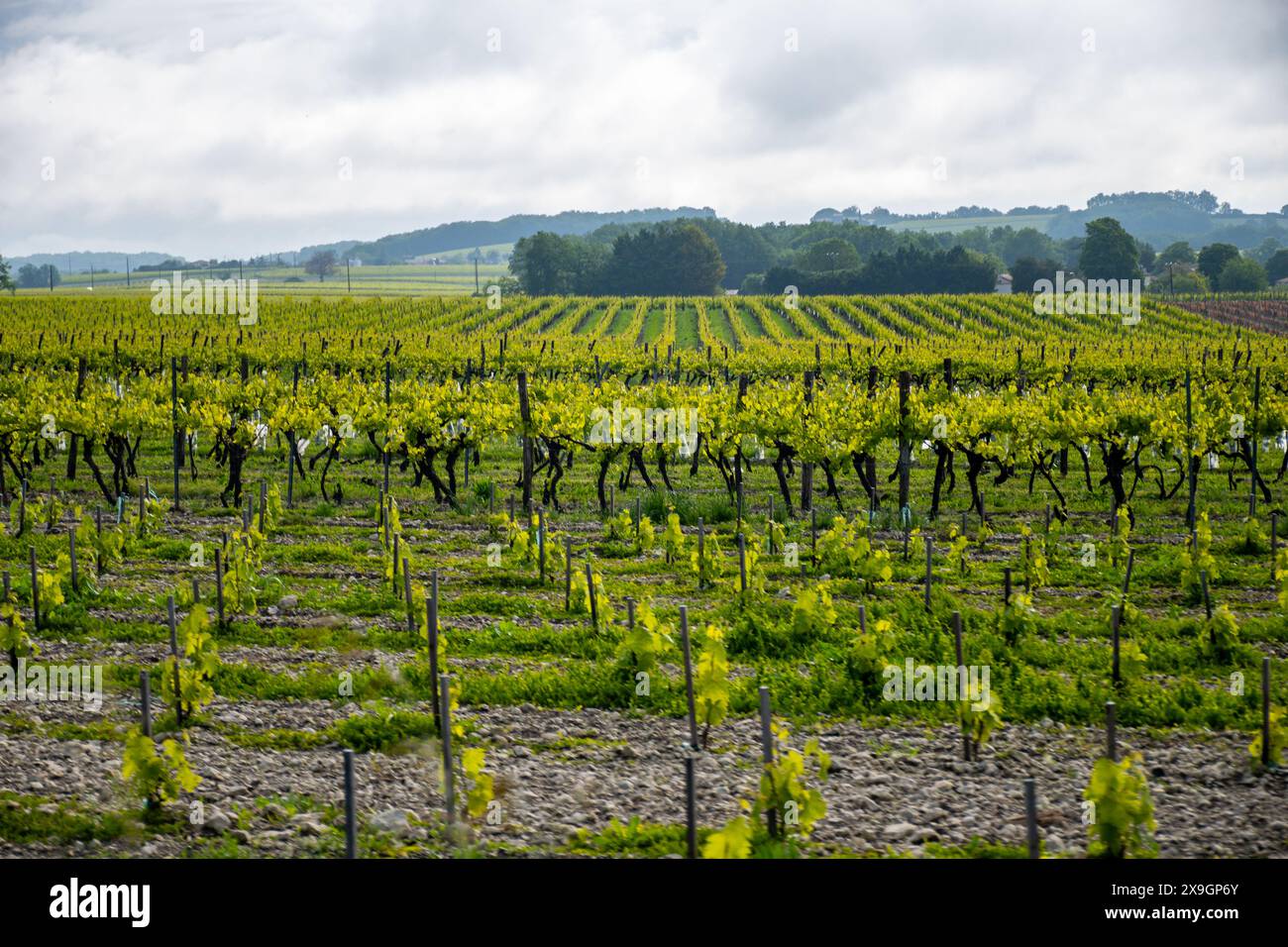Summer on vineyards of Cognac white wine region, Charente, white ugni ...
