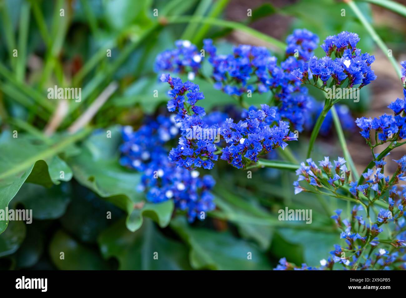 Blue flowers of limonium sinuatum wavyleaf sea lavender plant Stock ...